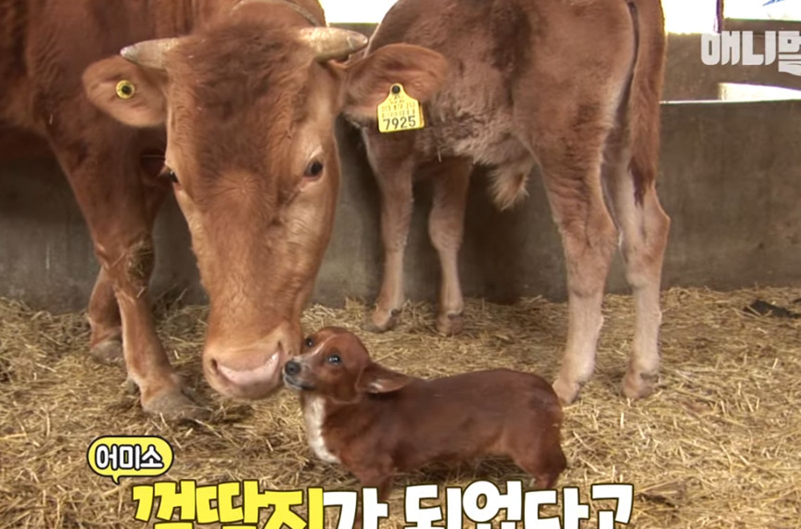 Heart-Wrenching Moment: Mother Cow's Desperate Plea to Save Her from ...